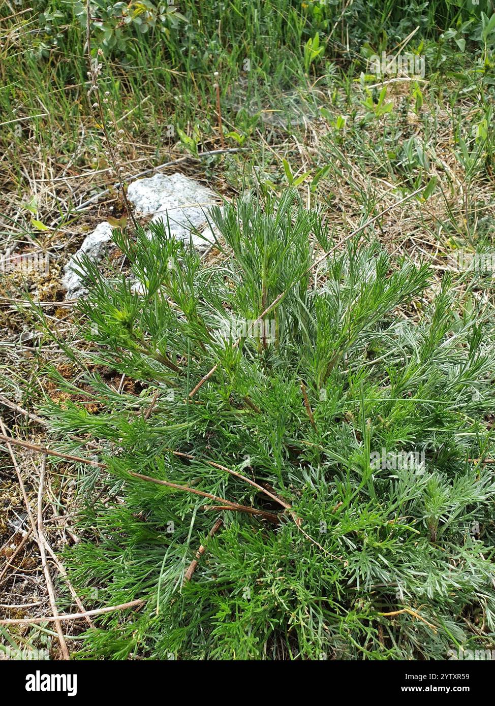 Field Sagewort (Artemisia campestris Stock Photo - Alamy