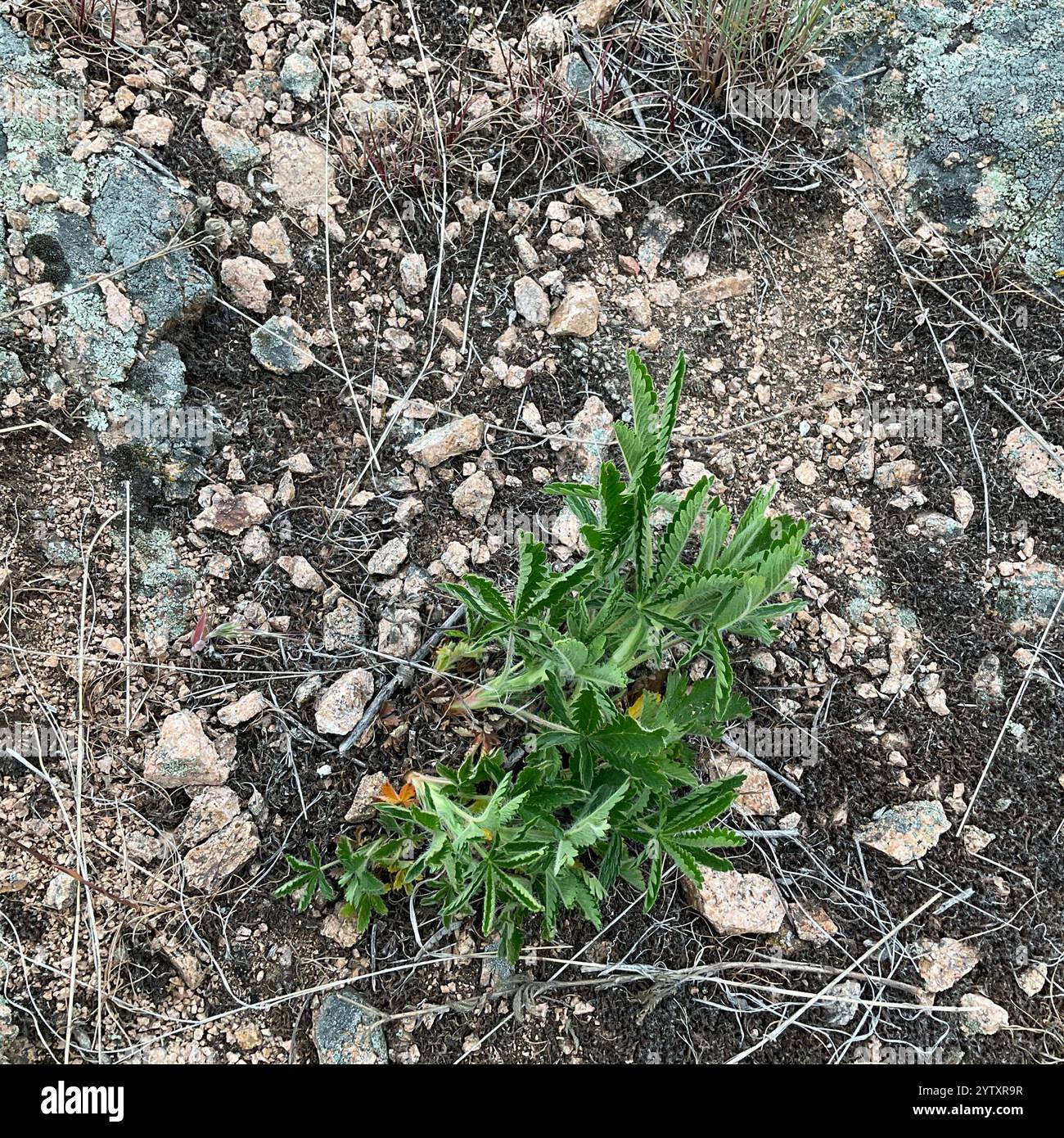 sulphur cinquefoil (Potentilla recta Stock Photo - Alamy
