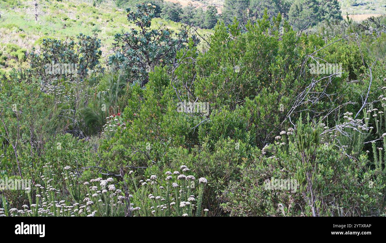 maritime pine (Pinus pinaster Stock Photo - Alamy