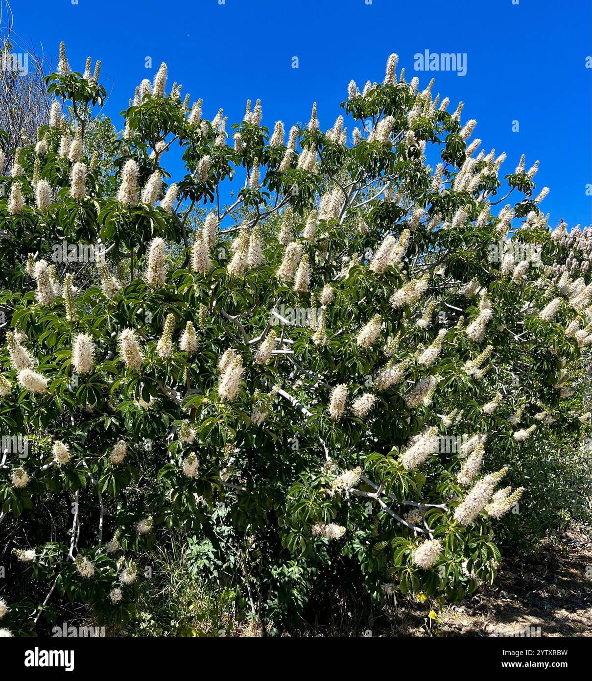 California buckeye (Aesculus californica Stock Photo - Alamy