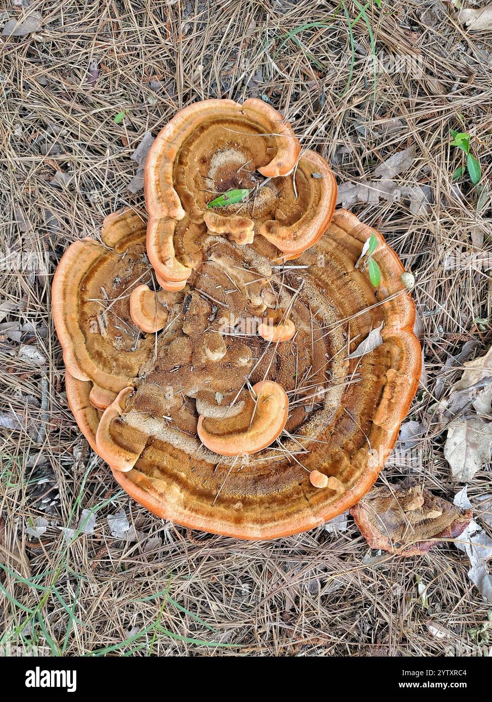 Dyer's Polypore (Phaeolus schweinitzii Stock Photo - Alamy