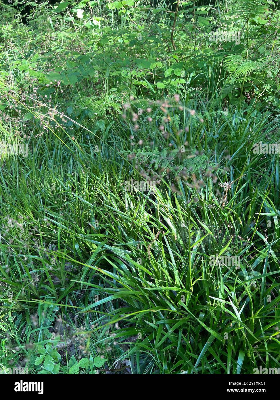 Great Woodrush (Luzula sylvatica Stock Photo - Alamy