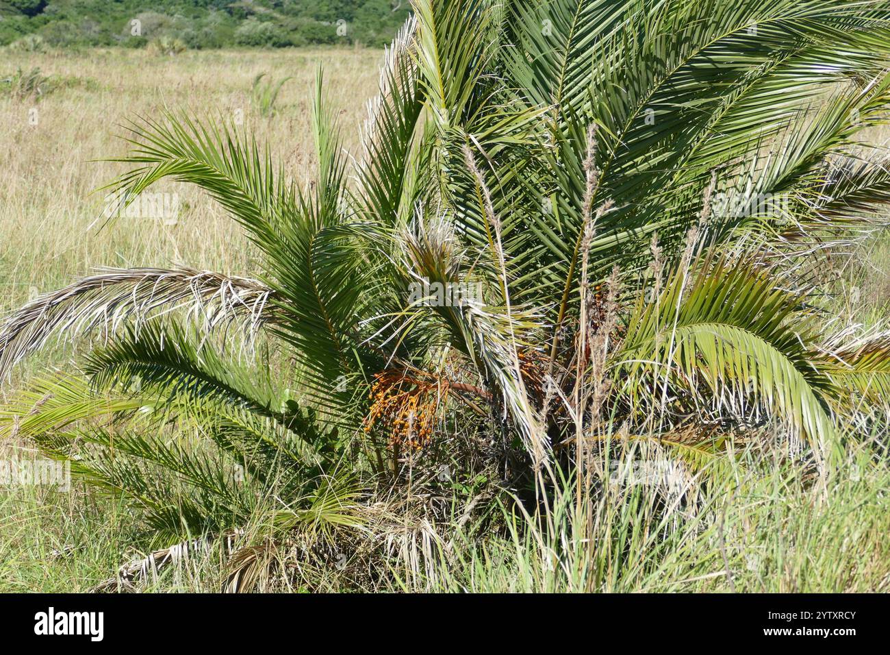 Reclining Date Palm (Phoenix reclinata Stock Photo - Alamy