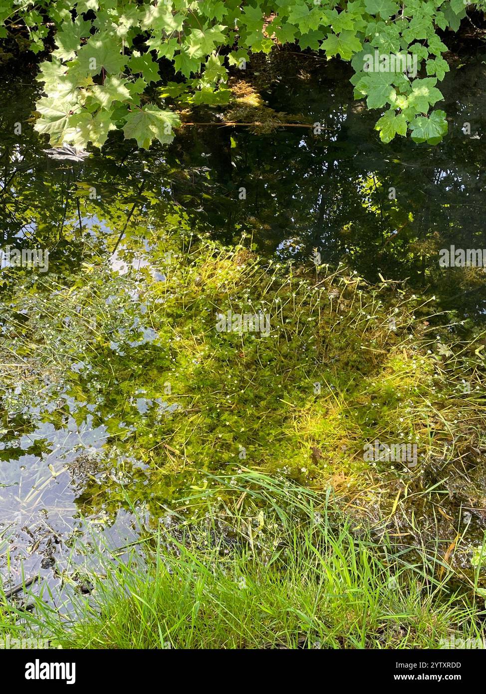 common water-crowfoot (Ranunculus aquatilis Stock Photo - Alamy