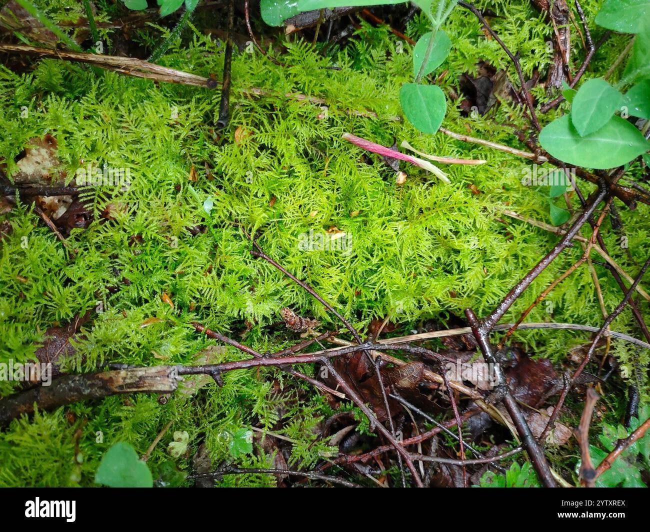 Common Feather-moss (Kindbergia praelonga Stock Photo - Alamy
