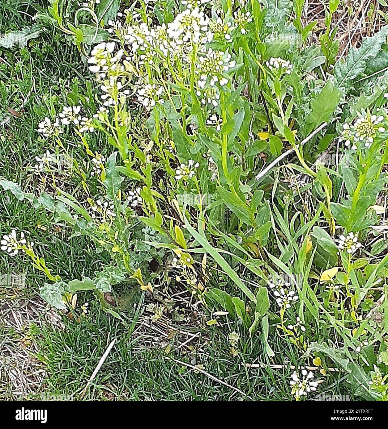 Virginia pepperweed (Lepidium virginicum Stock Photo - Alamy