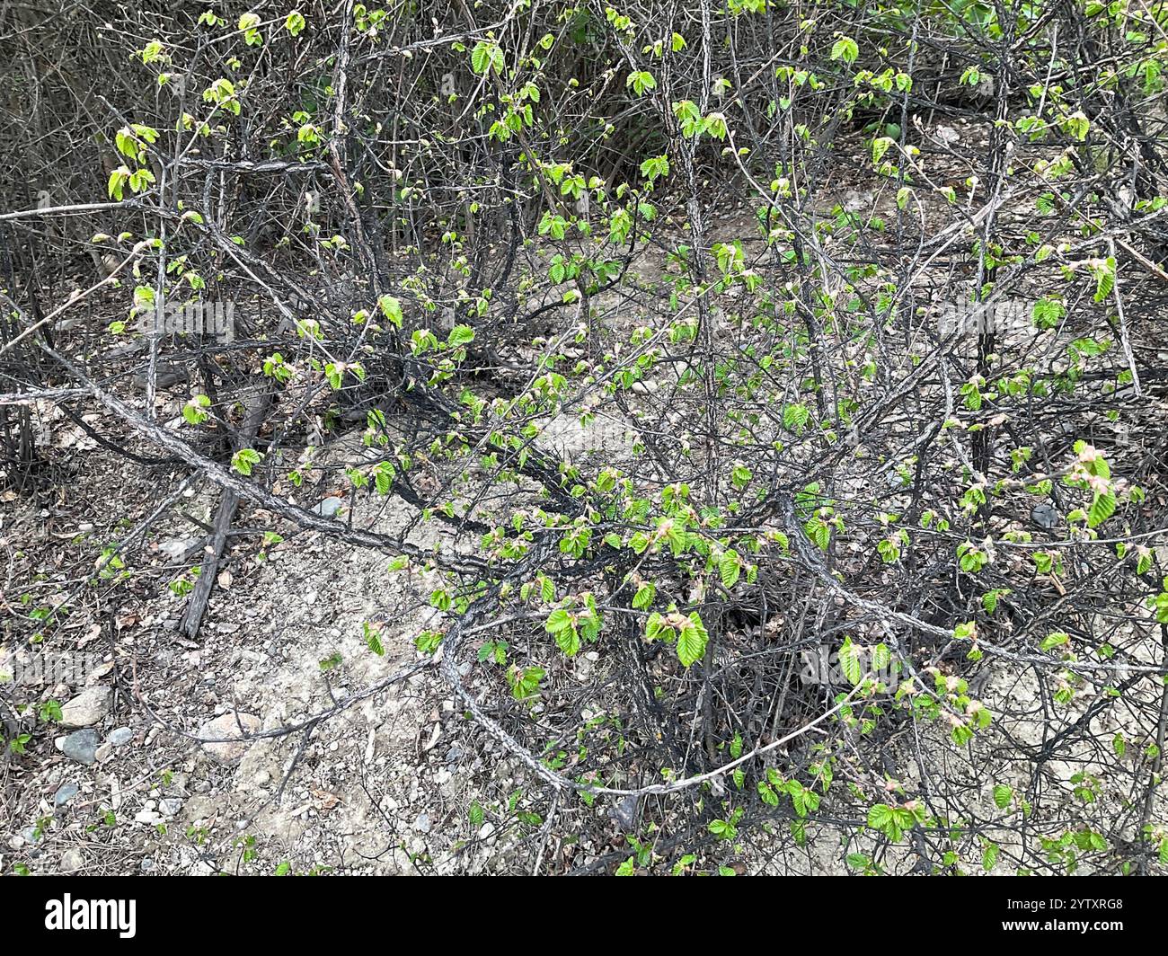 Family ulmaceae hi-res stock photography and images - Alamy