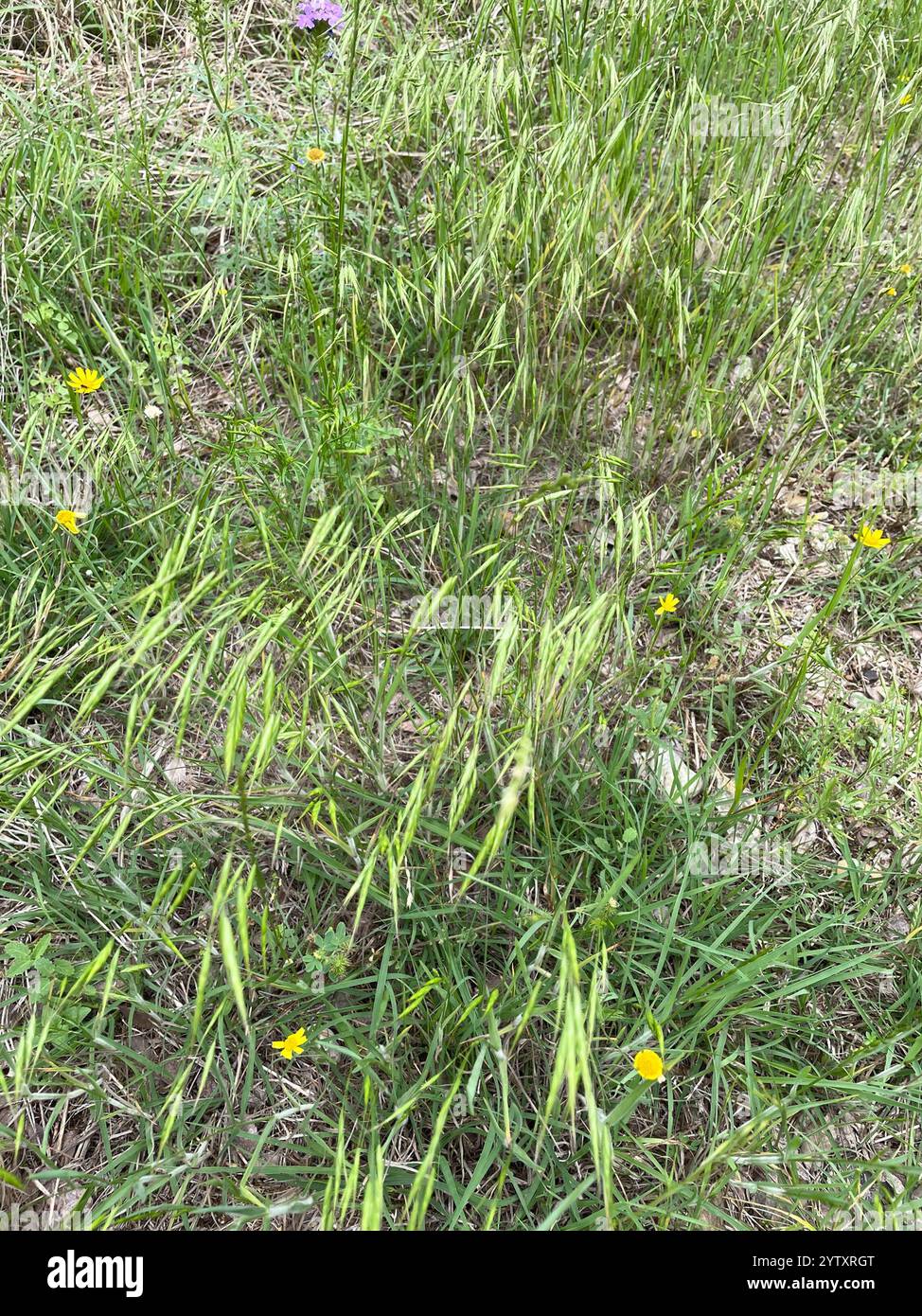 Japanese brome (Bromus japonicus Stock Photo - Alamy