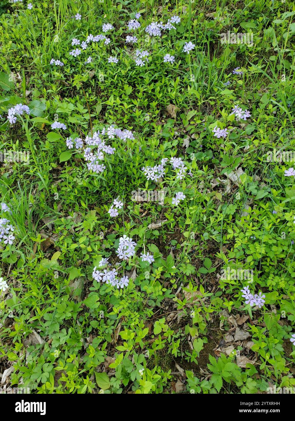 blue phlox (Phlox divaricata Stock Photo - Alamy