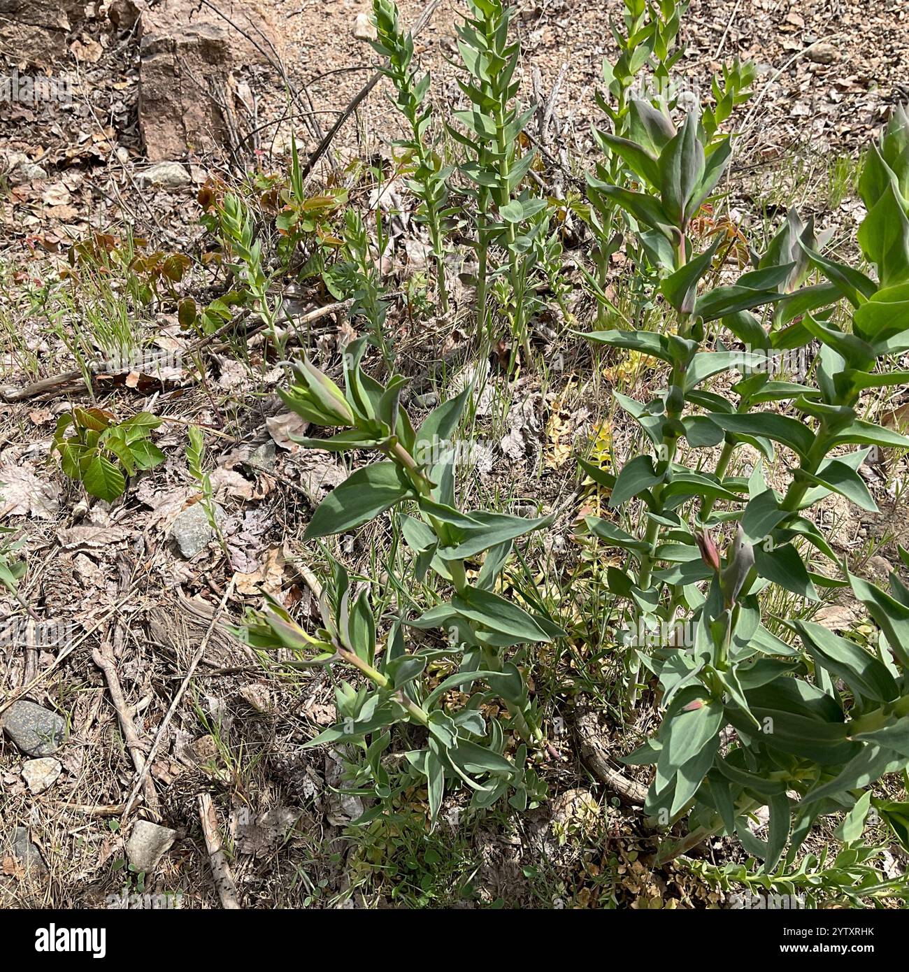 Balkan toadflax (Linaria dalmatica Stock Photo - Alamy