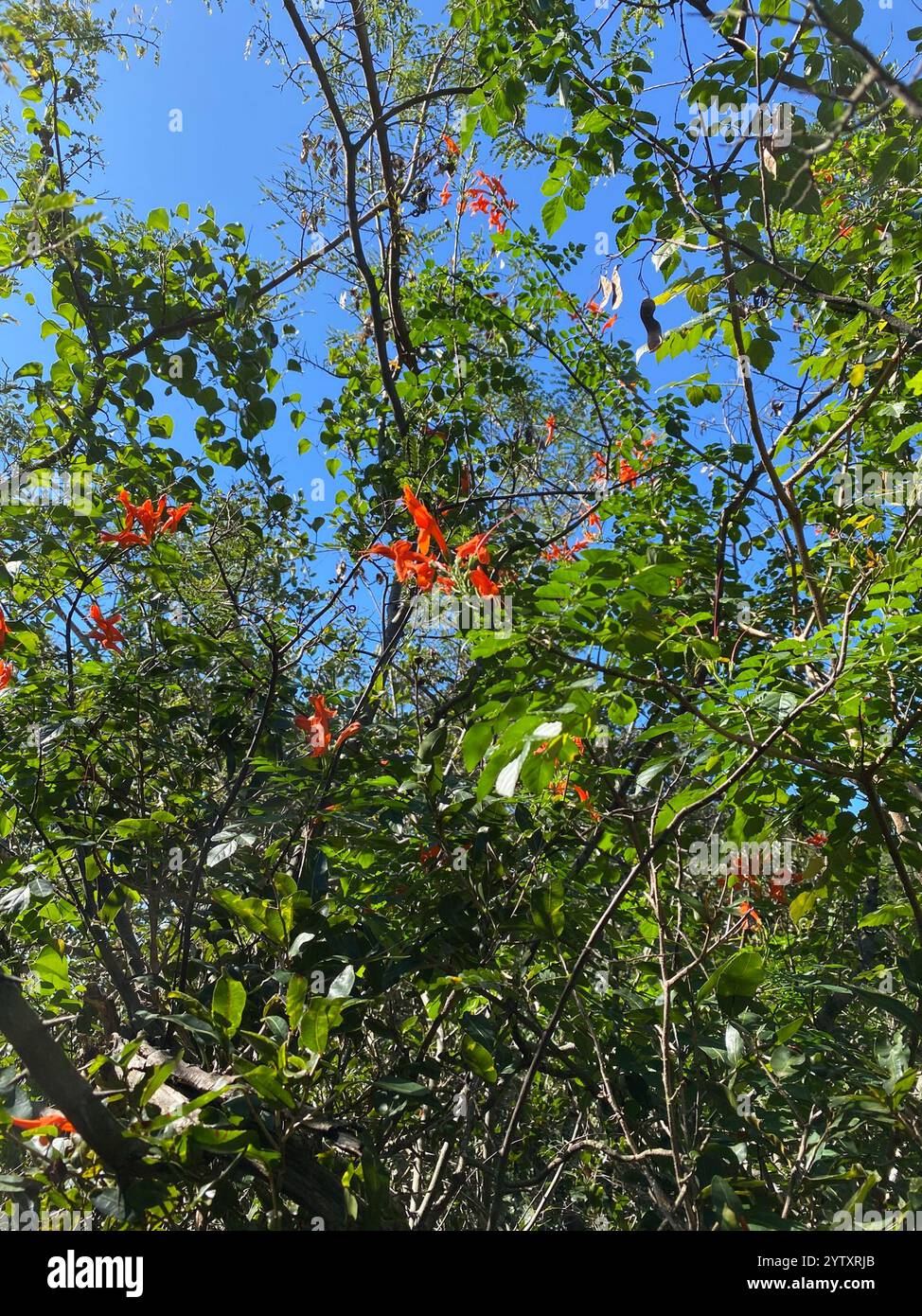 Cape Honeysuckle (Tecomaria capensis Stock Photo - Alamy