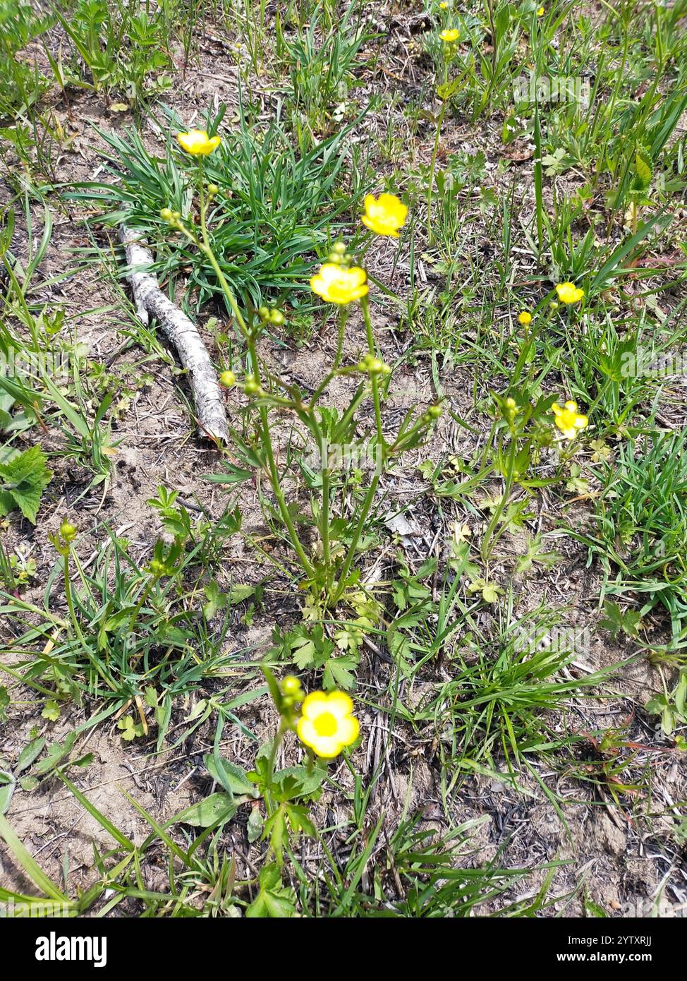 Ranunculus japonicus hi-res stock photography and images - Alamy