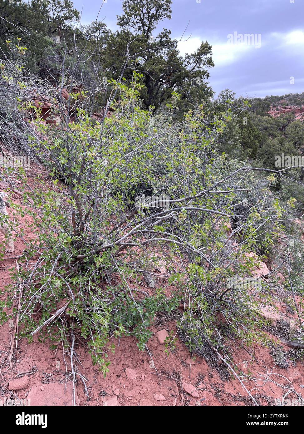 single-leaf ash (Fraxinus anomala Stock Photo - Alamy