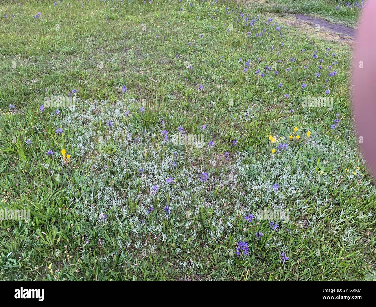 golden Indian paintbrush (Castilleja levisecta Stock Photo - Alamy