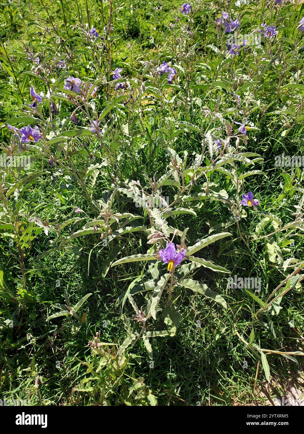silverleaf nightshade (Solanum elaeagnifolium Stock Photo - Alamy