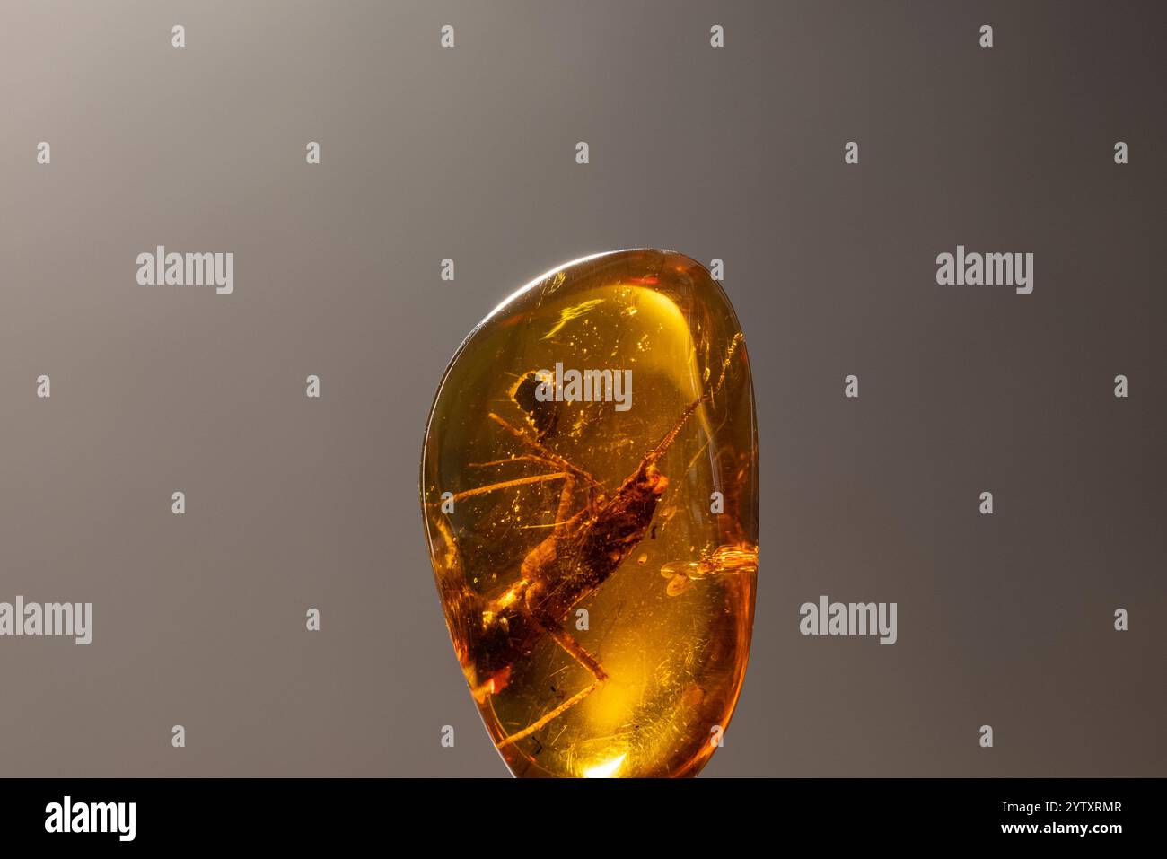 animal insect flower inclusions cricket, spiders, beetles, ants and ...