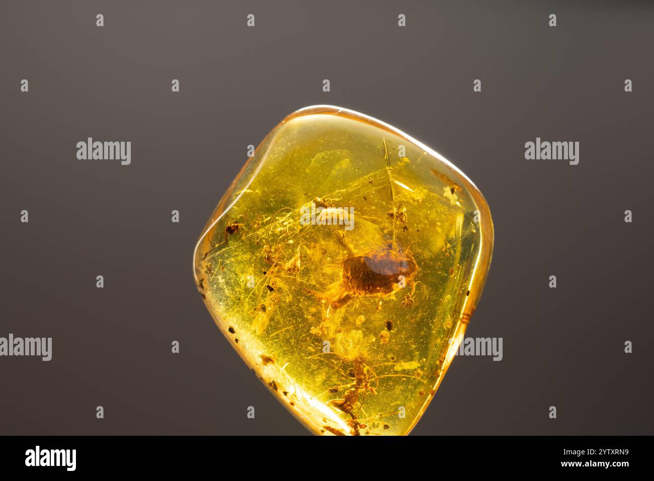 animal insect flower inclusions cricket, spiders, beetles, ants and ...