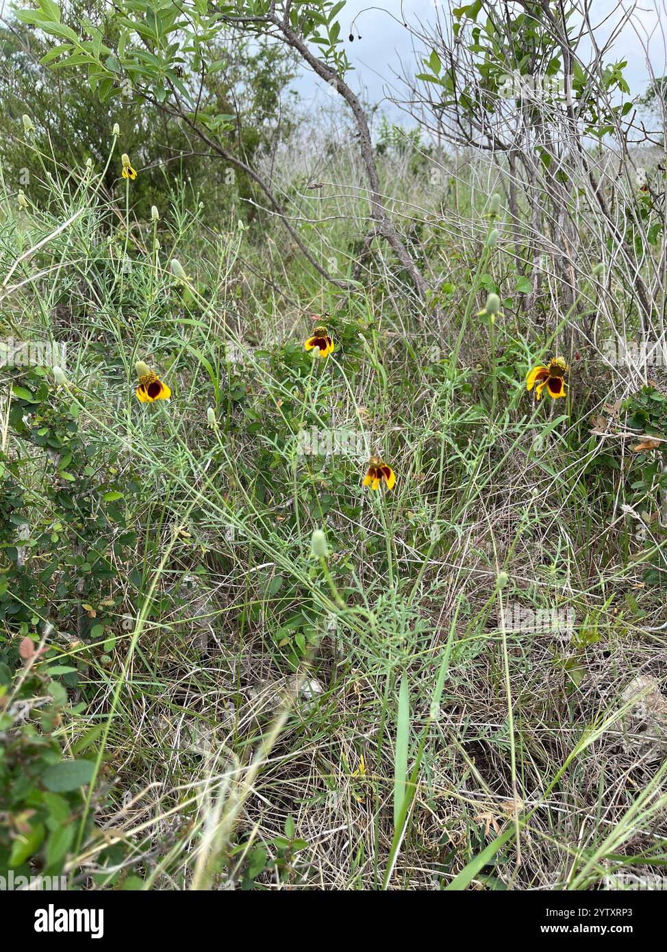upright prairie coneflower (Ratibida columnifera Stock Photo - Alamy