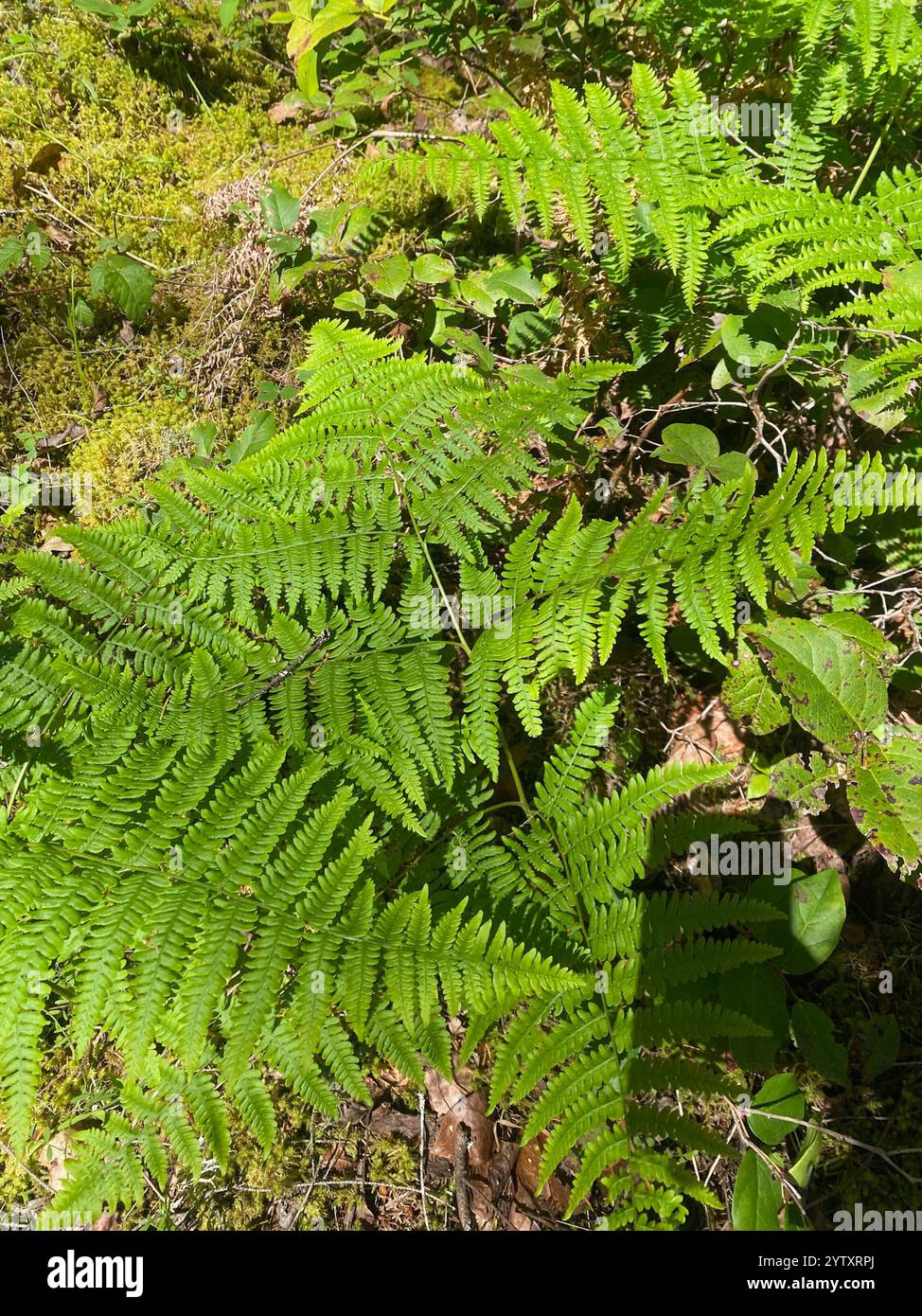 common bracken (Pteridium aquilinum Stock Photo - Alamy