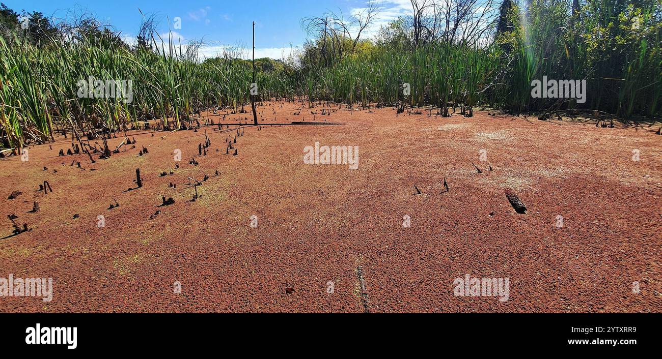 Red Azolla (Azolla rubra Stock Photo - Alamy