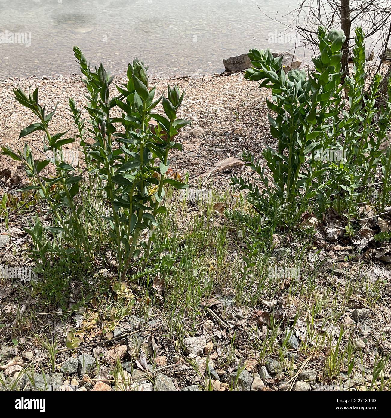 Balkan toadflax (Linaria dalmatica Stock Photo - Alamy