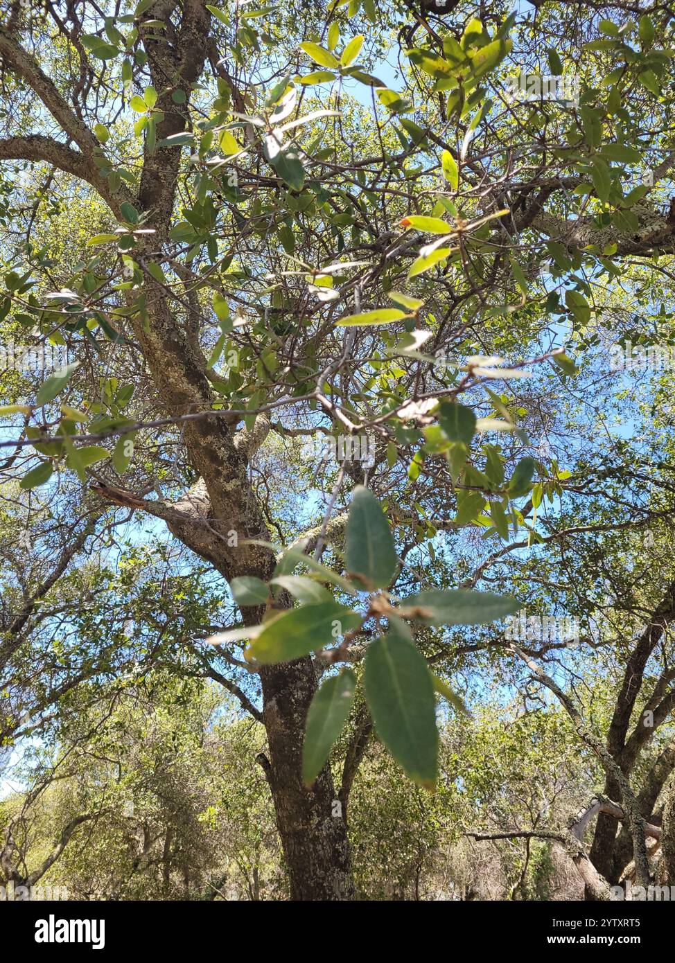 interior live oak (Quercus wislizeni Stock Photo - Alamy