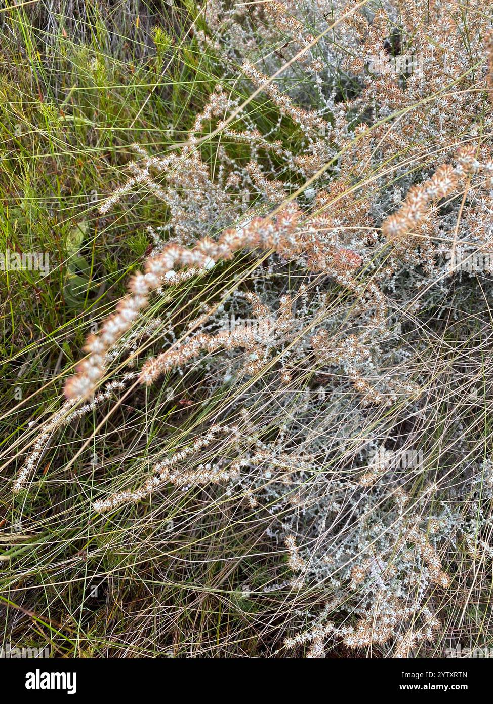 Seriphium hi-res stock photography and images - Alamy