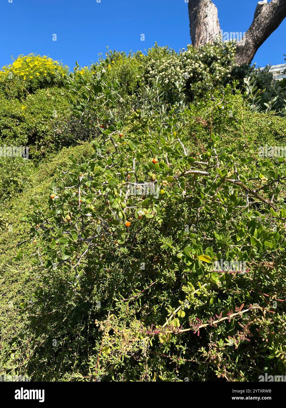 African boxthorn (Lycium ferocissimum Stock Photo - Alamy