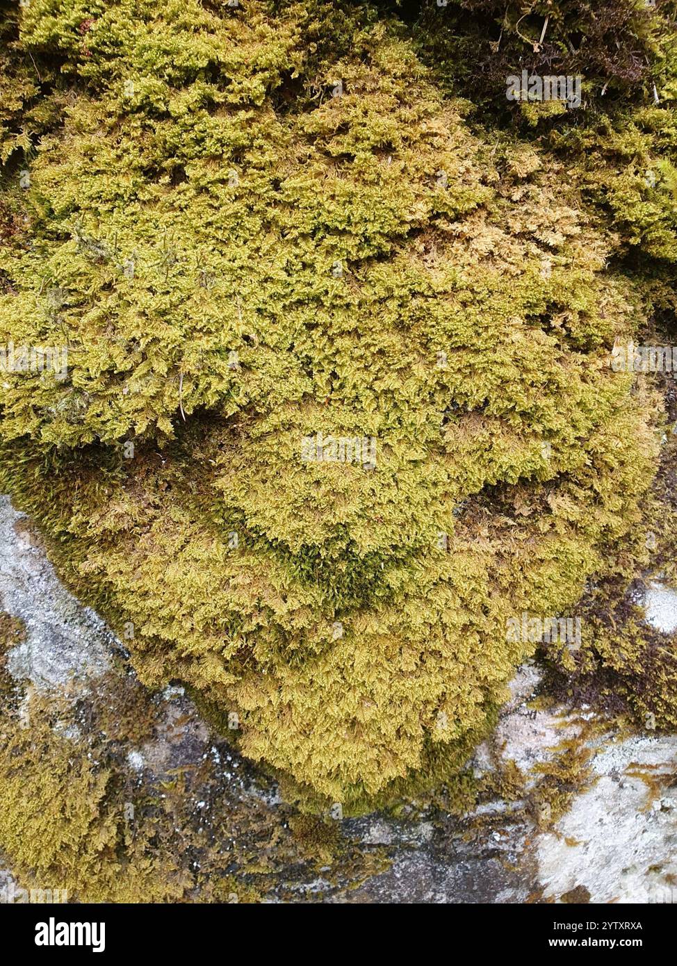 Comb-moss (Ctenidium molluscum Stock Photo - Alamy