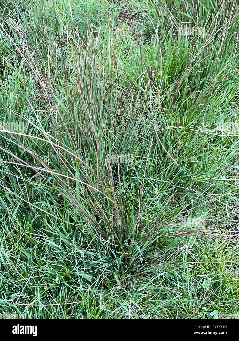 Hard Rush (Juncus inflexus Stock Photo - Alamy