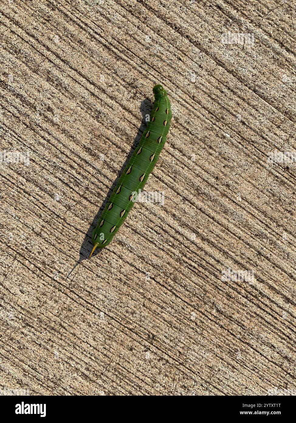 White-lined Sphinx (Hyles lineata Stock Photo - Alamy