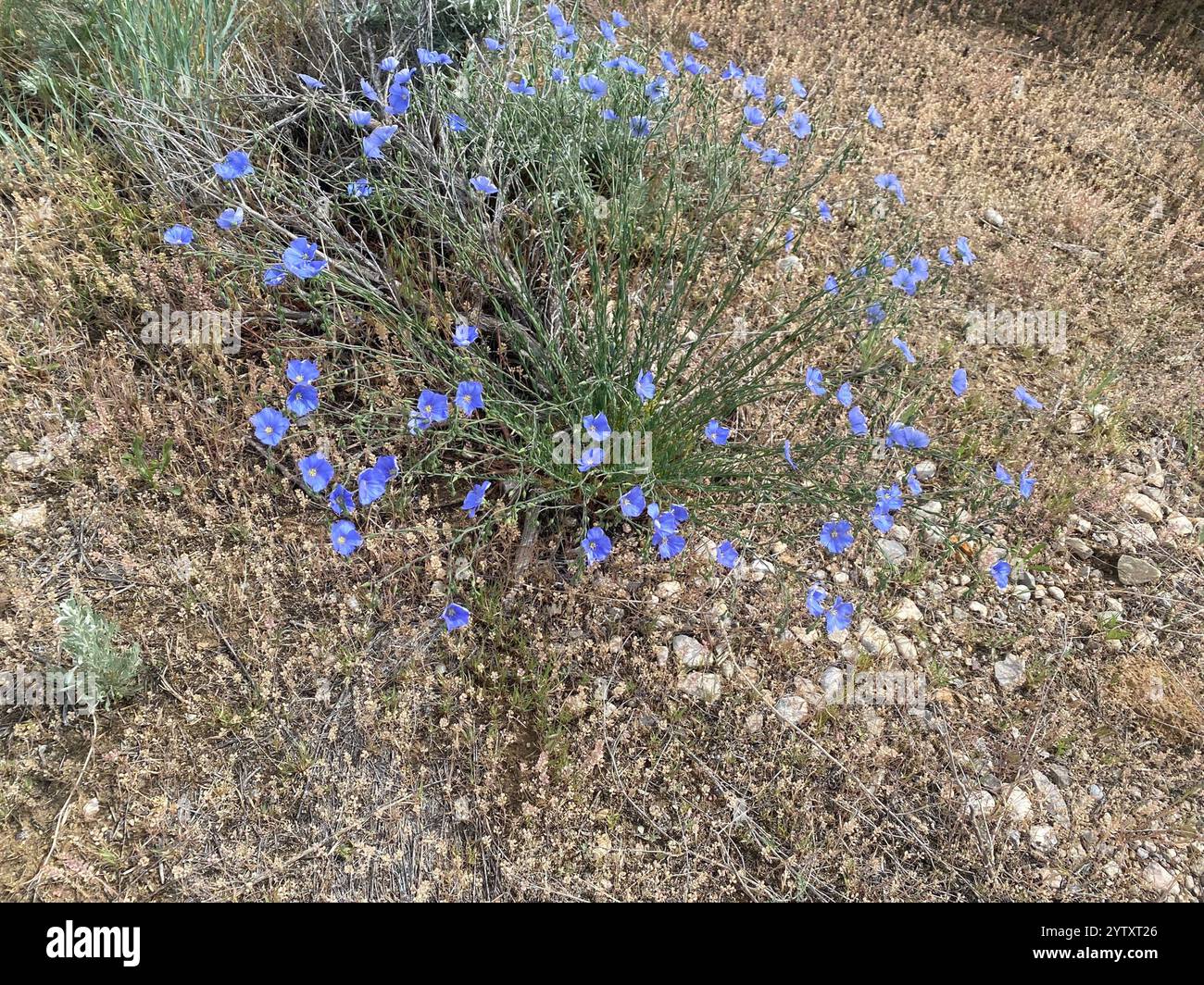 Lewis flax (Linum lewisii Stock Photo - Alamy