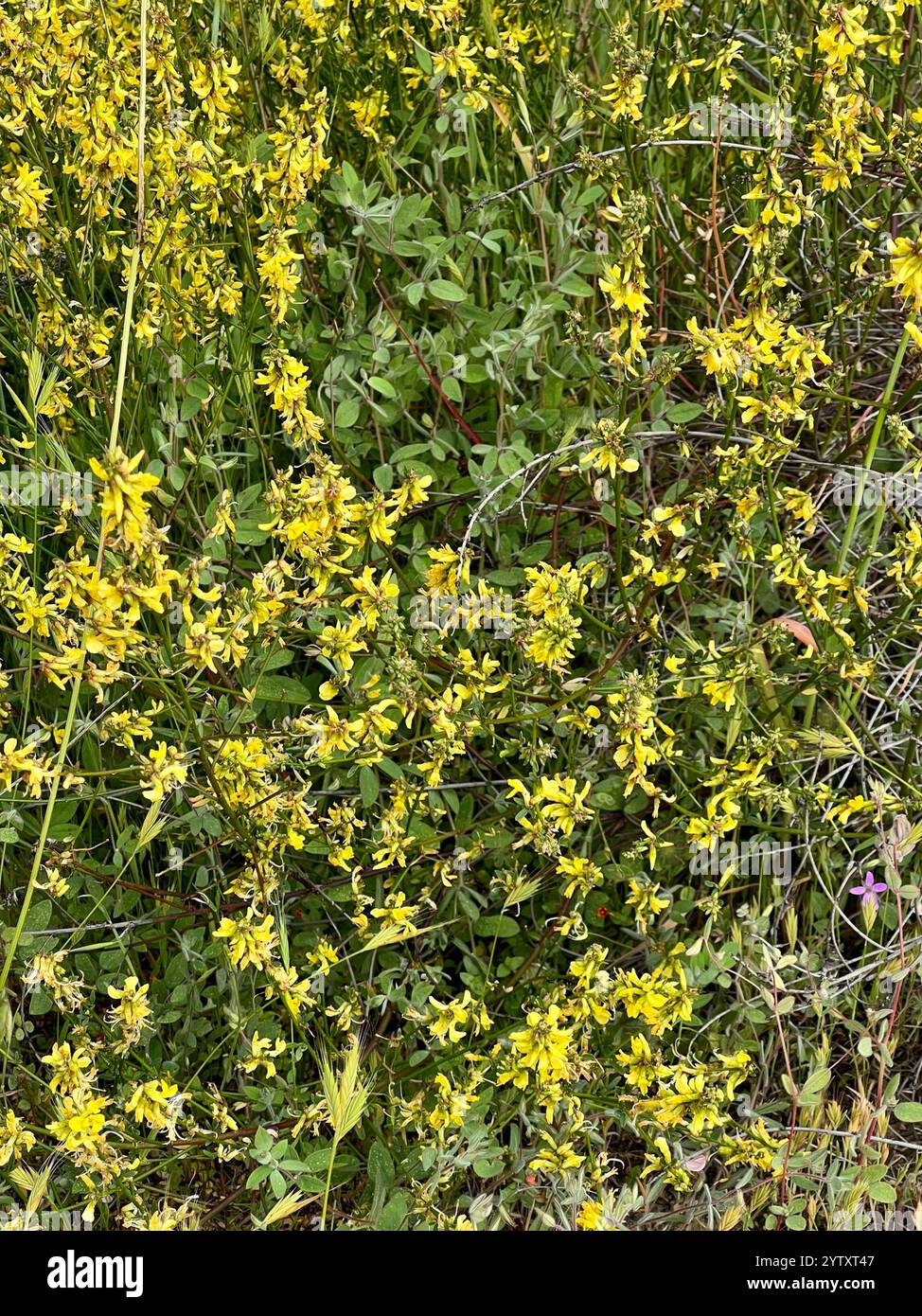 deerweed (Acmispon glaber Stock Photo - Alamy