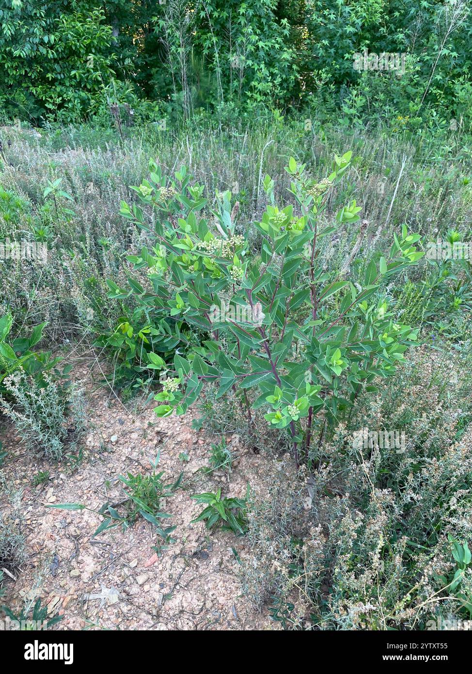 hemp dogbane (Apocynum cannabinum Stock Photo - Alamy