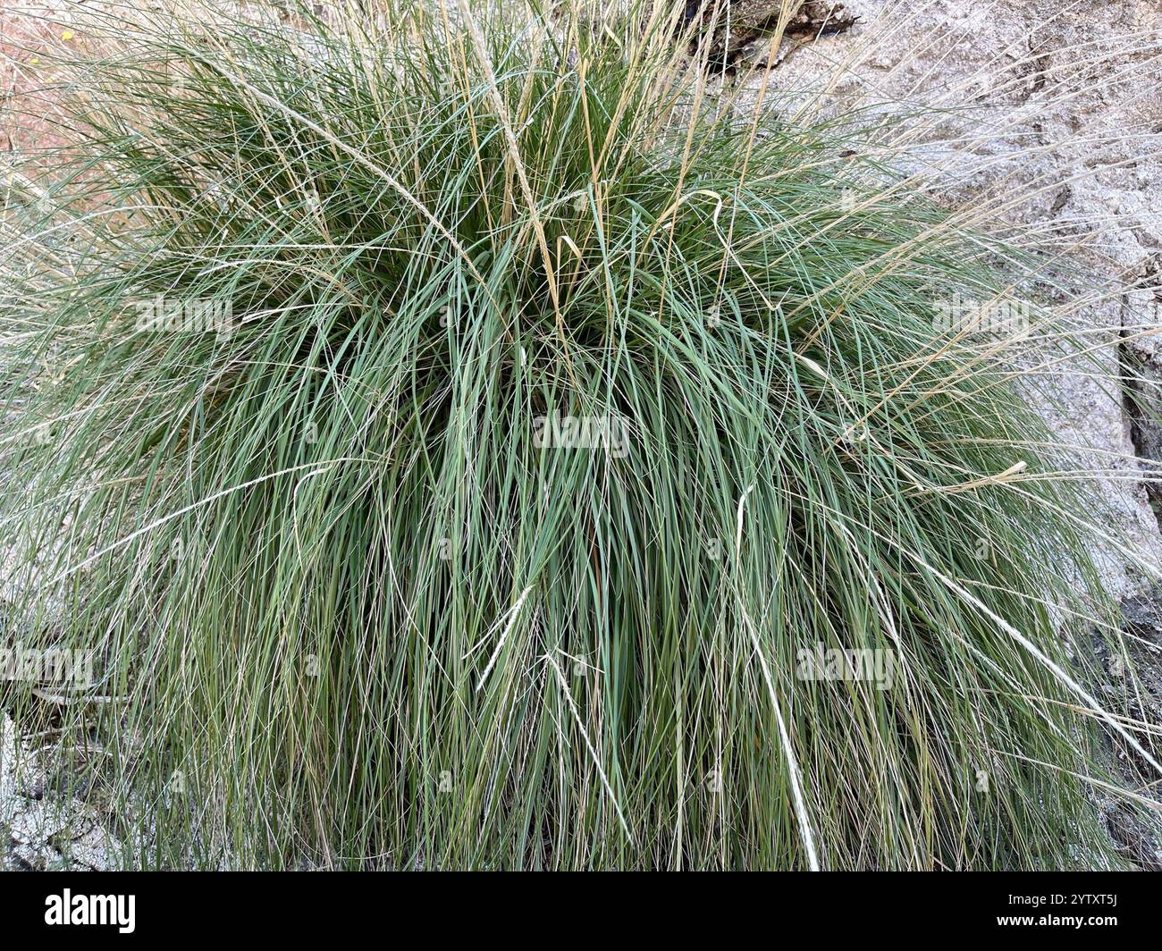 deergrass (Muhlenbergia rigens Stock Photo - Alamy