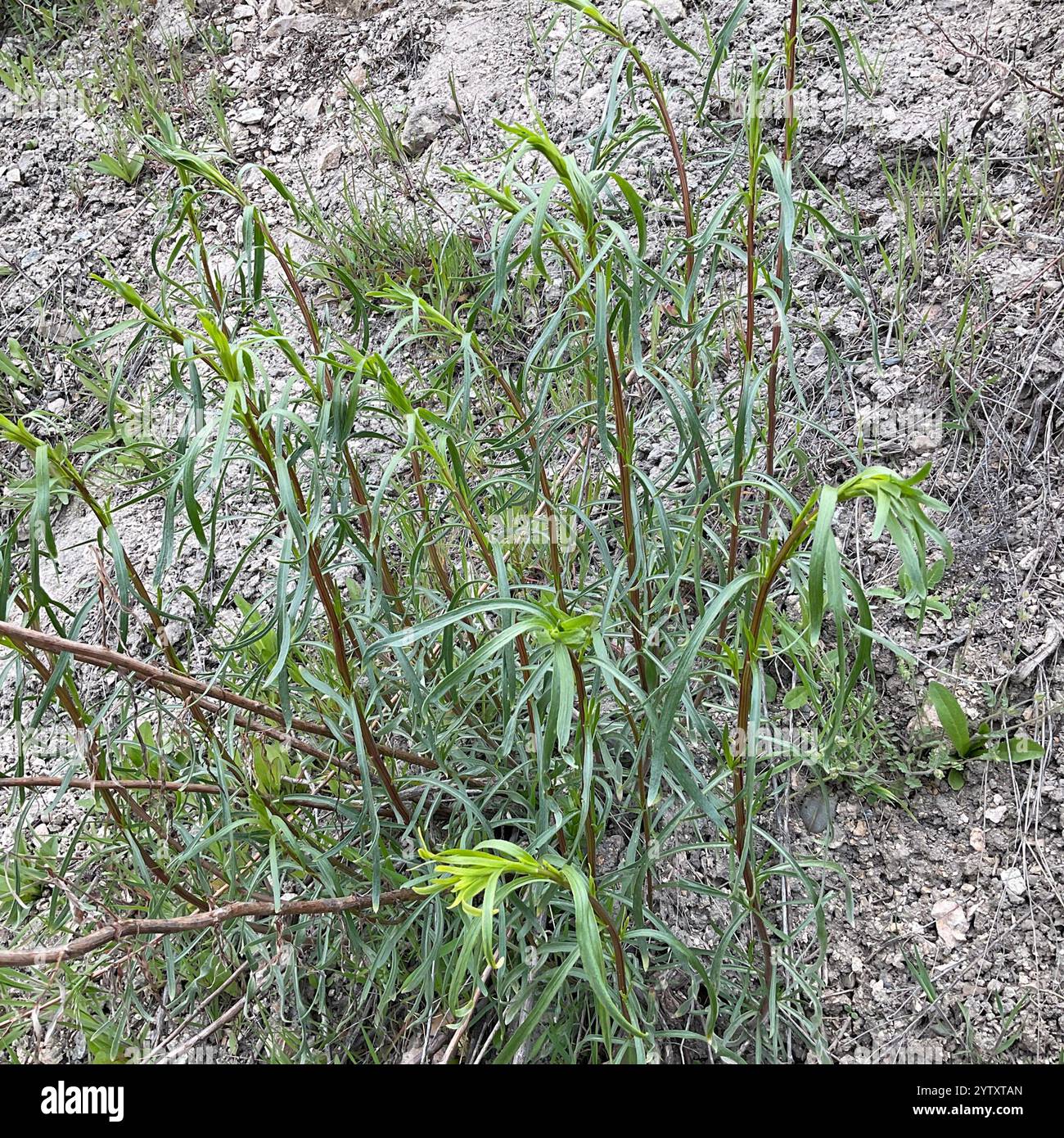 Tarragon (Artemisia dracunculus Stock Photo - Alamy