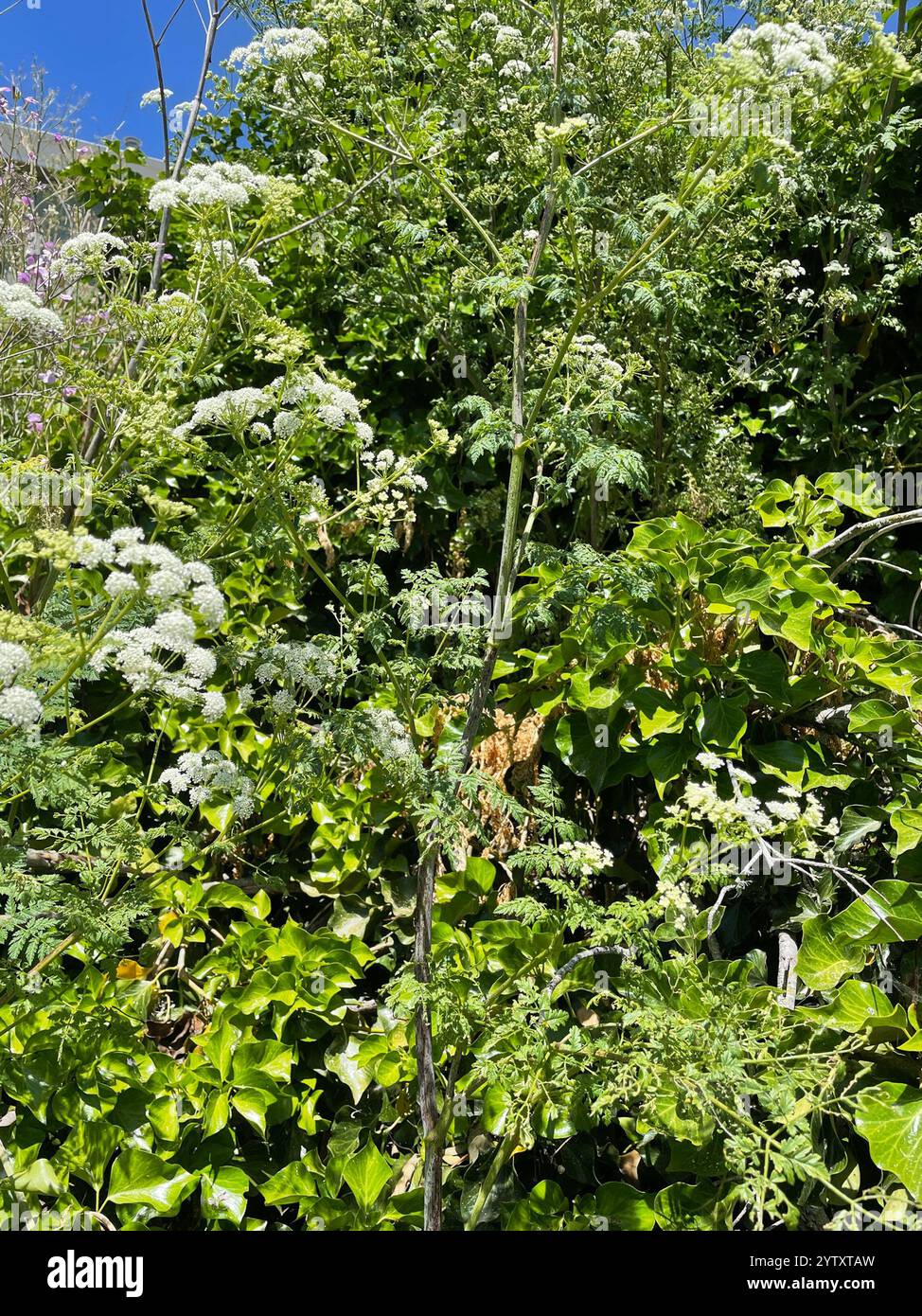 poison hemlock (Conium maculatum Stock Photo - Alamy
