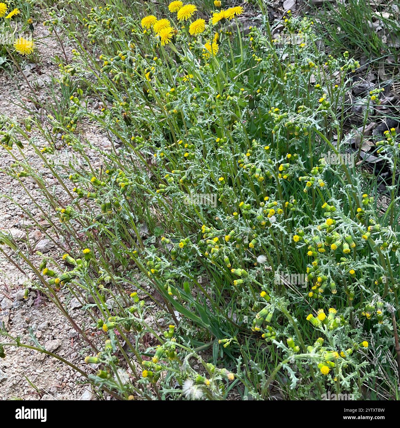 common groundsel (Senecio vulgaris Stock Photo - Alamy