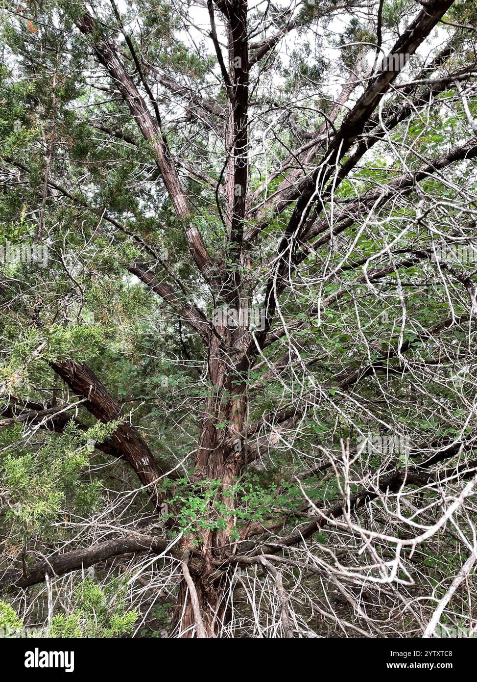 Ashe juniper (Juniperus ashei Stock Photo - Alamy