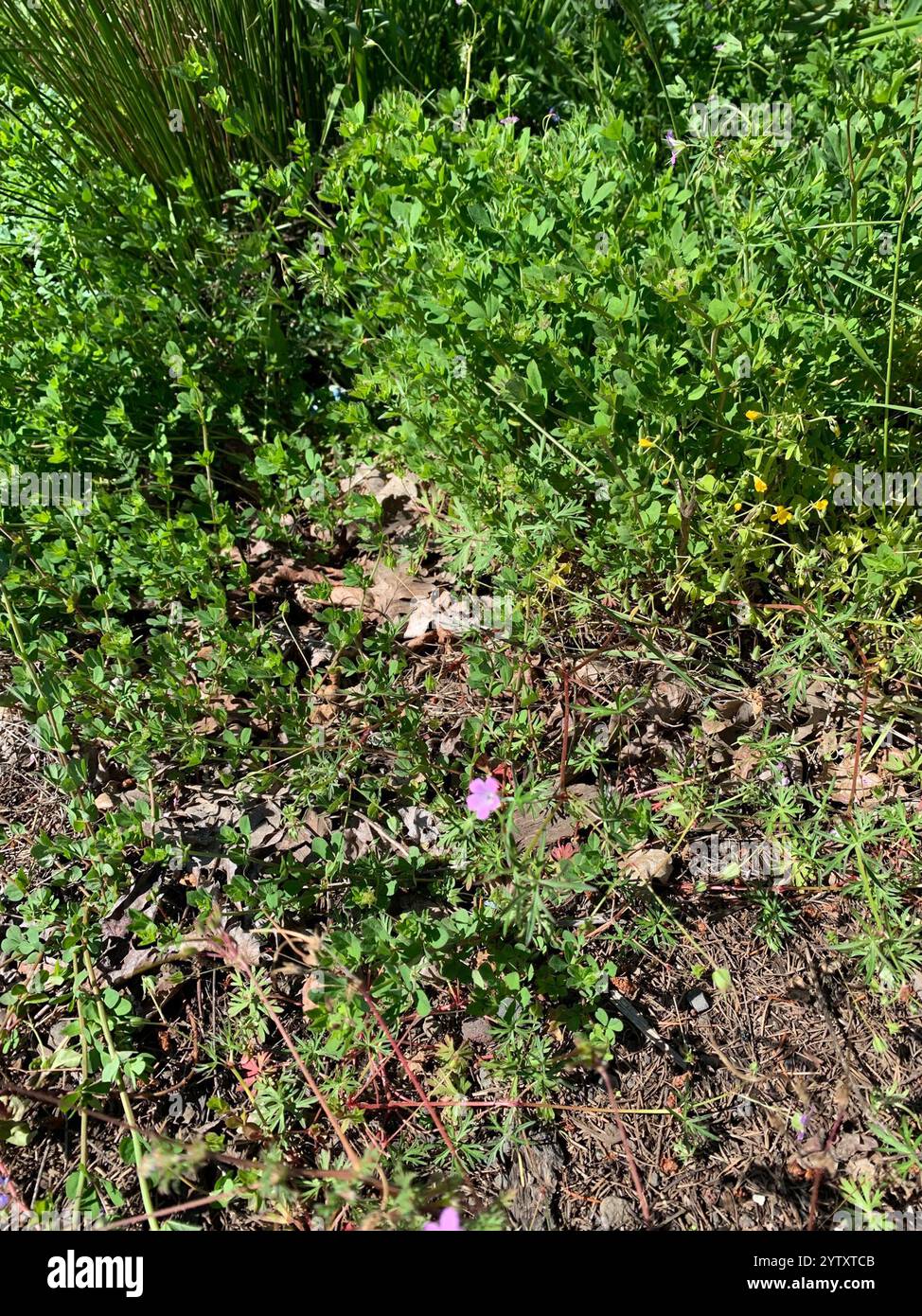 Long-stalked Crane's-bill (Geranium columbinum Stock Photo - Alamy