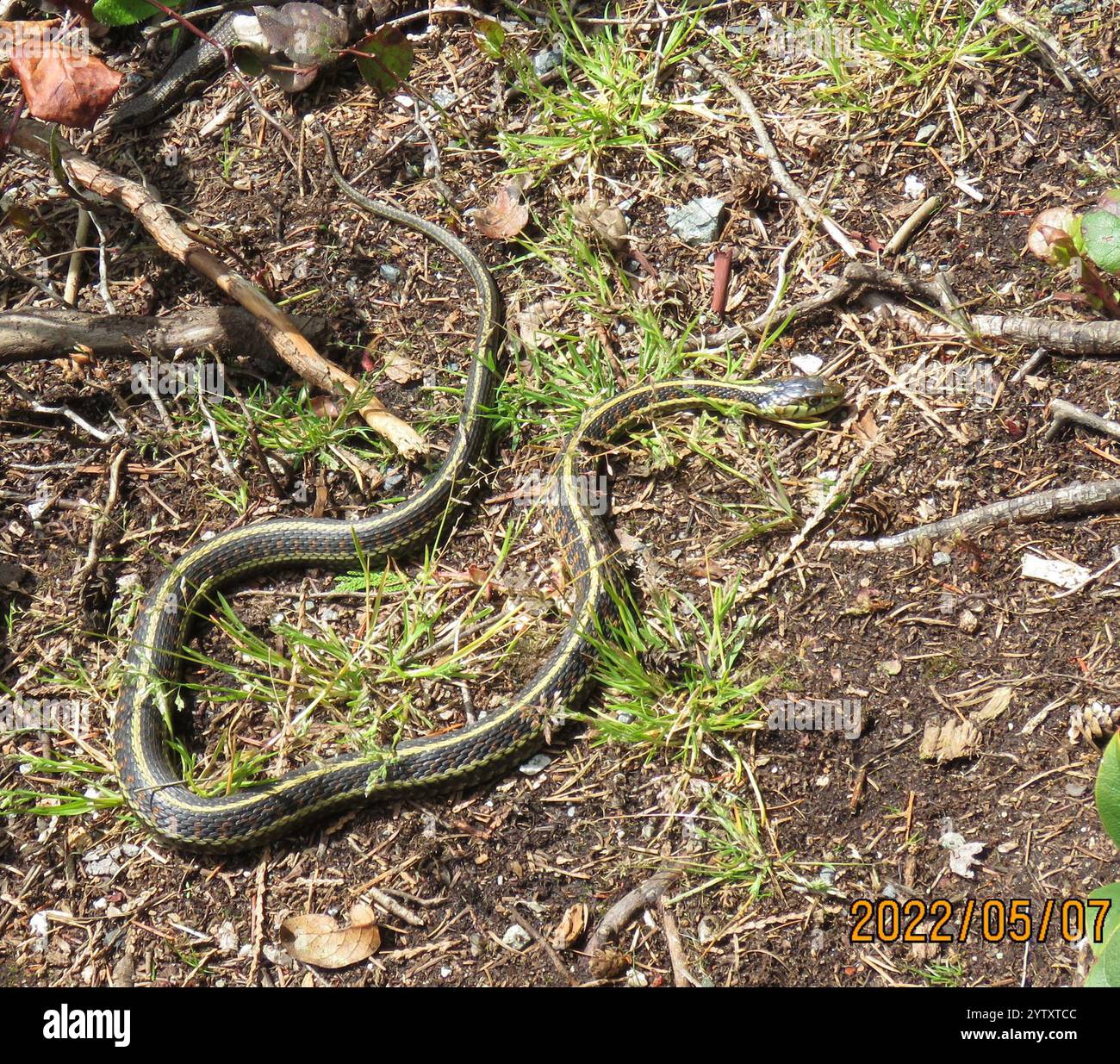 Puget Sound Garter Snake (Thamnophis sirtalis pickeringii Stock Photo ...