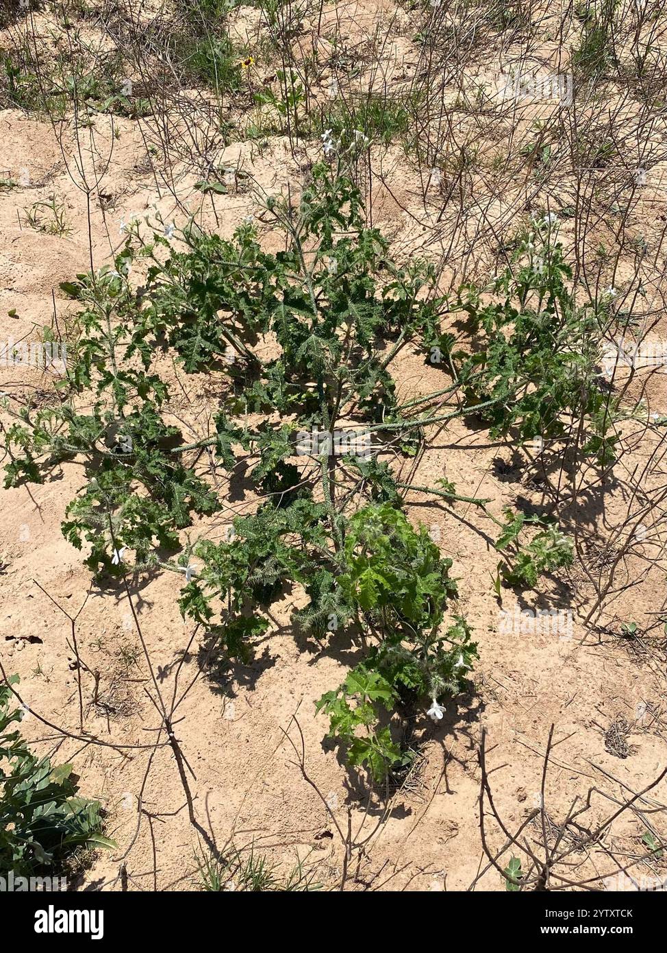 Texas Bull Nettle (Cnidoscolus texanus Stock Photo - Alamy