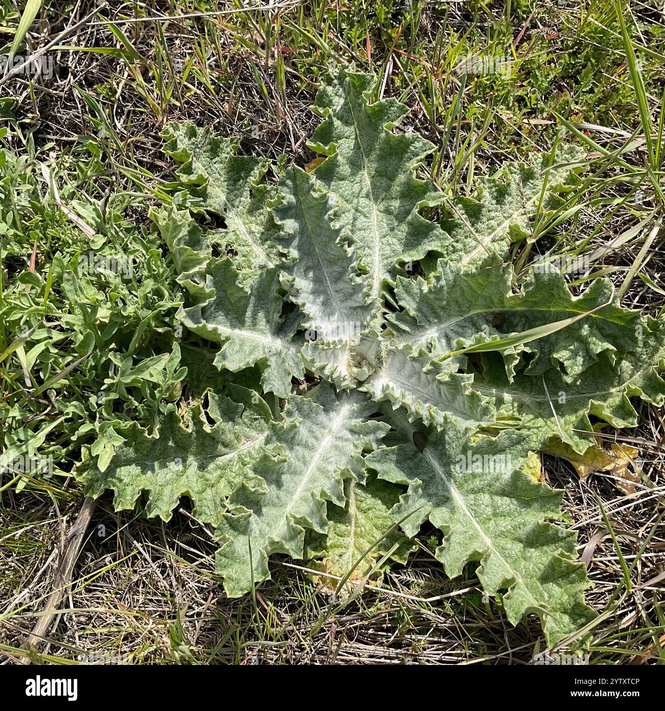 cotton thistle (Onopordum acanthium Stock Photo - Alamy