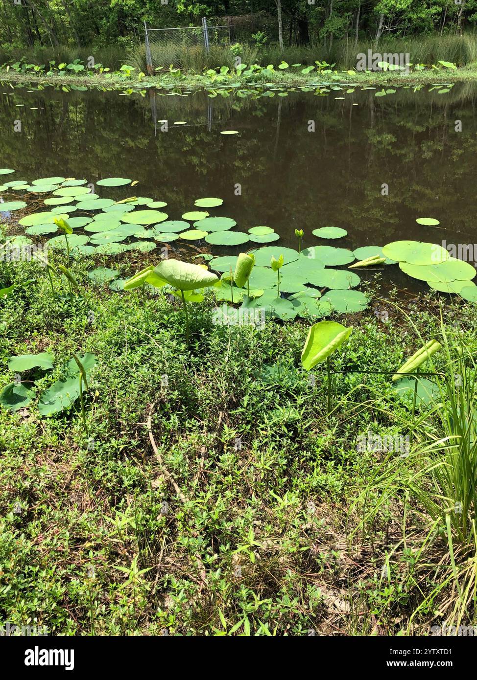 American lotus (Nelumbo lutea Stock Photo - Alamy