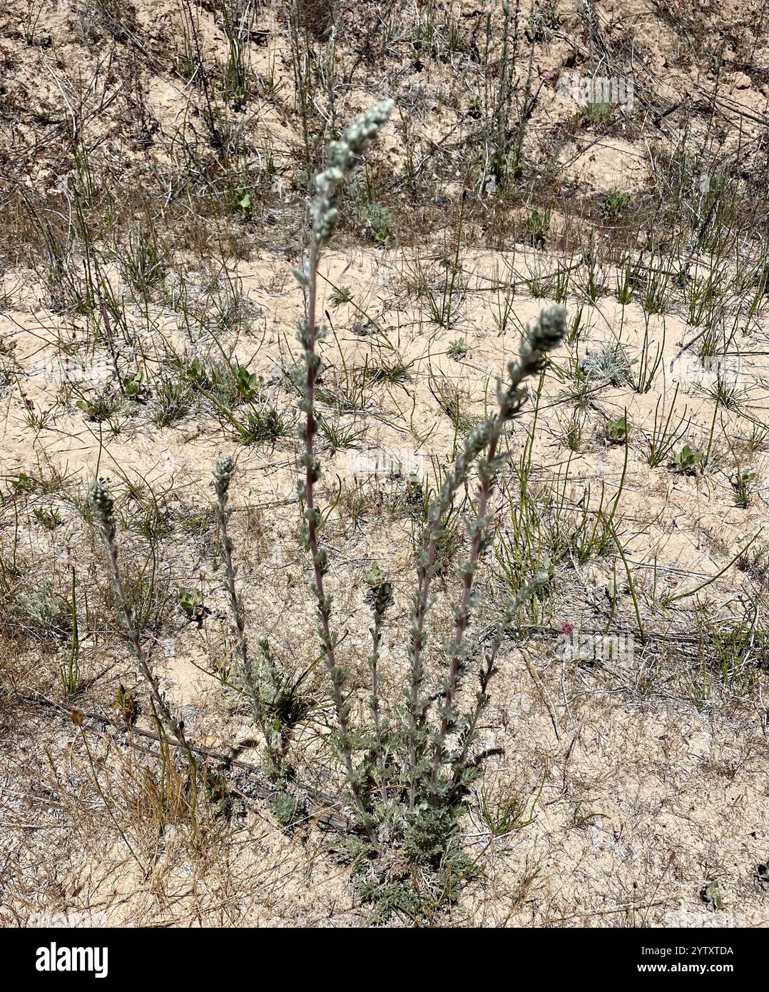 coastal sagewort (Artemisia pycnocephala Stock Photo - Alamy