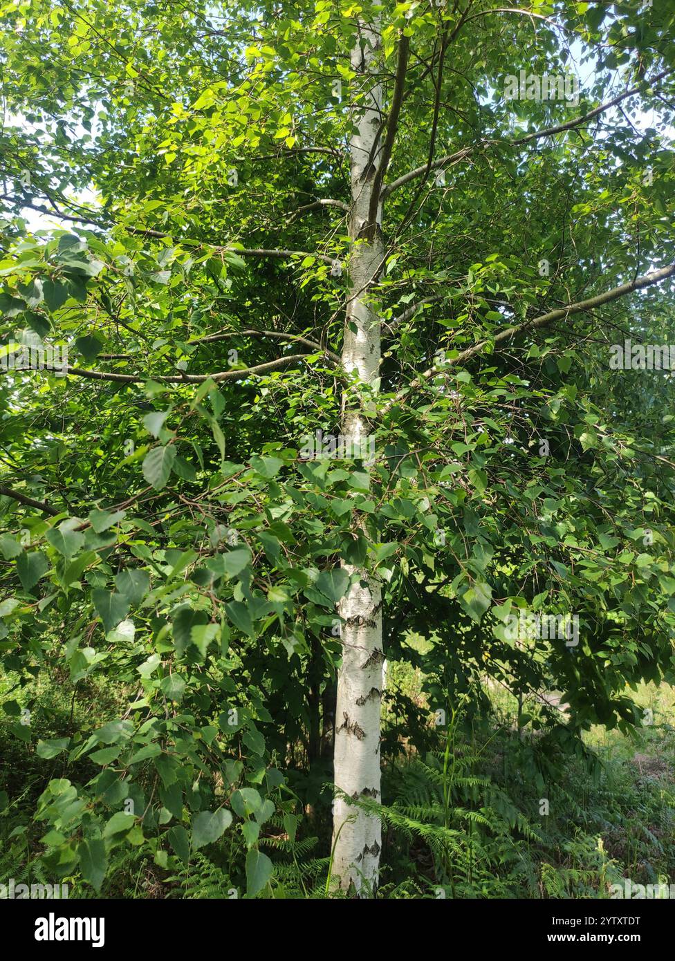 Downy Birch (Betula pubescens Stock Photo - Alamy
