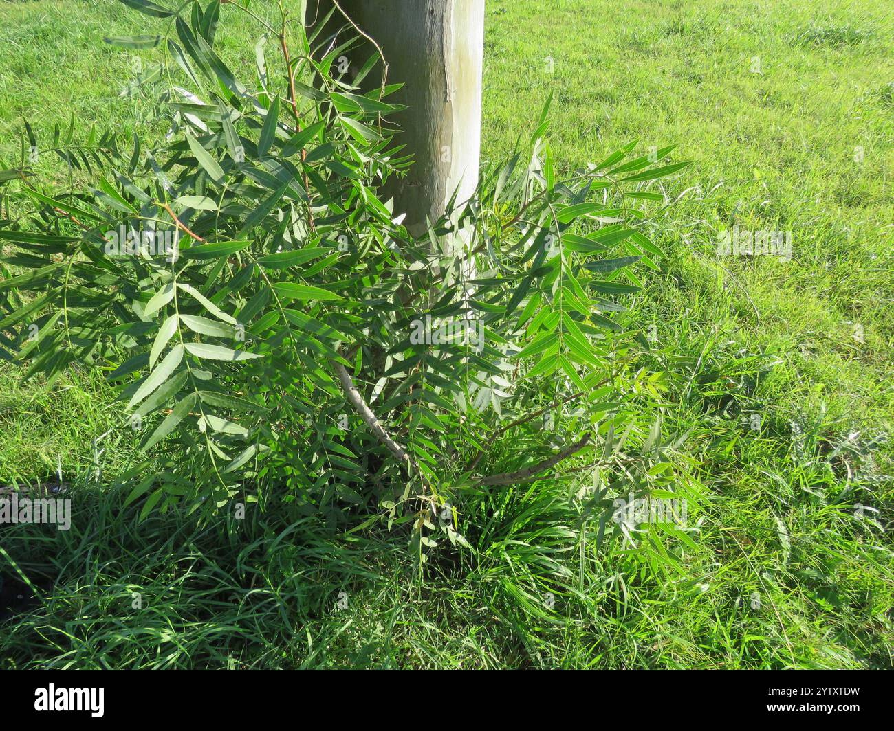 Peruvian Pepper Tree (Schinus molle Stock Photo - Alamy