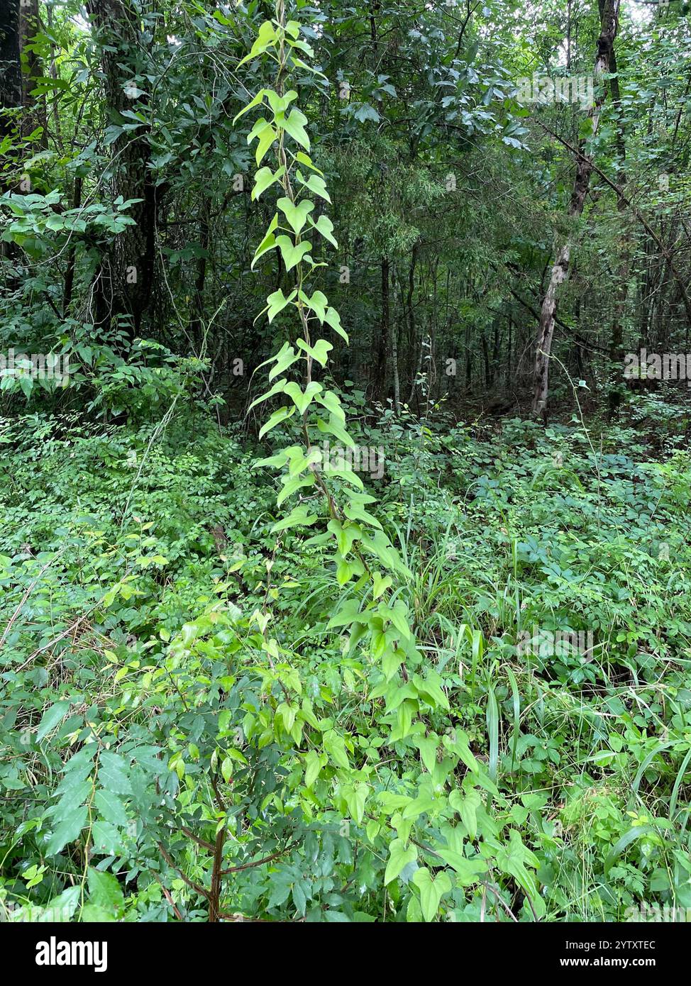 Chinese yam (Dioscorea polystachya Stock Photo - Alamy