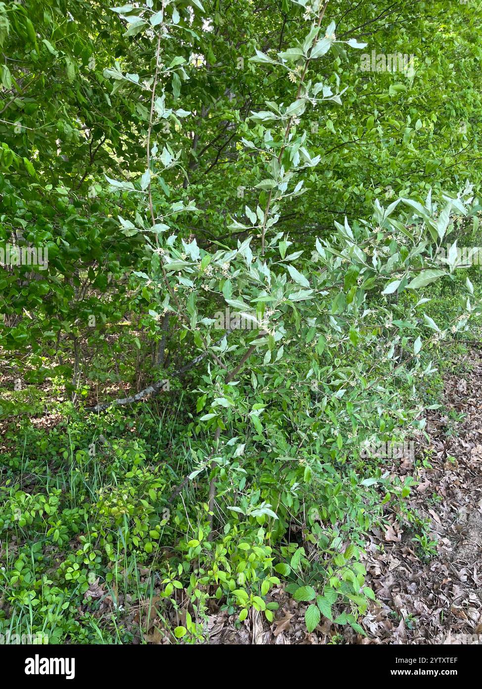 autumn olive (Elaeagnus umbellata Stock Photo - Alamy