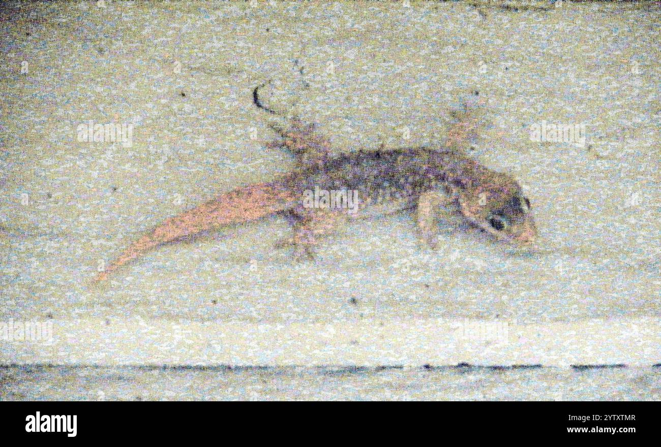 Mediterranean House Gecko (Hemidactylus turcicus Stock Photo - Alamy